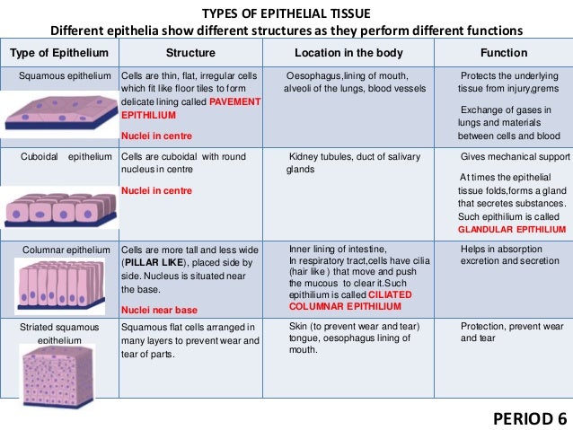 Tissues Class 9 ppt