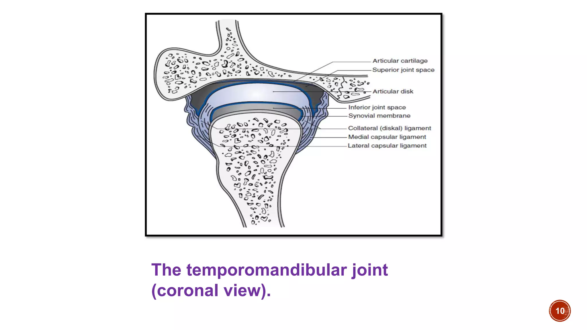 Lecture 9 TMJ anatomy examination | PPTX