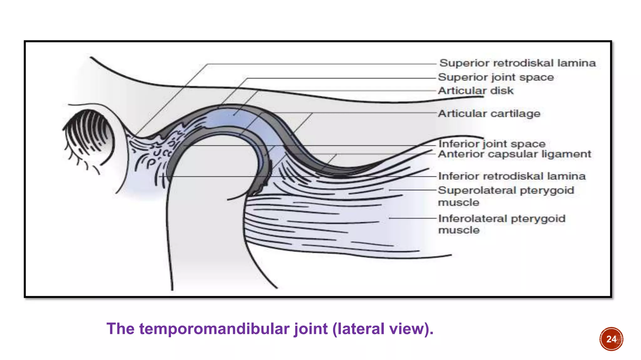 Lecture 9 TMJ anatomy examination | PPTX