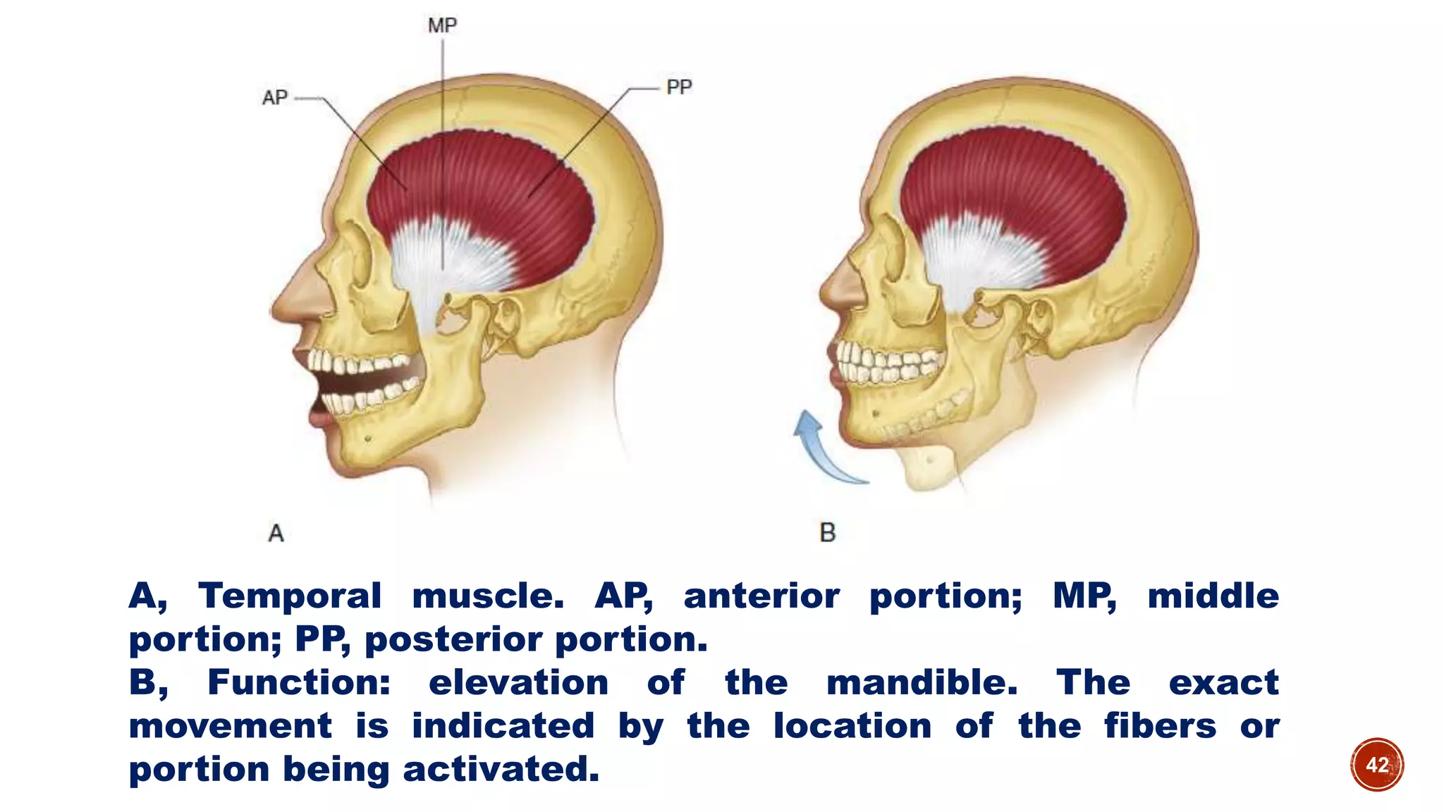 Lecture 9 TMJ anatomy examination | PPTX