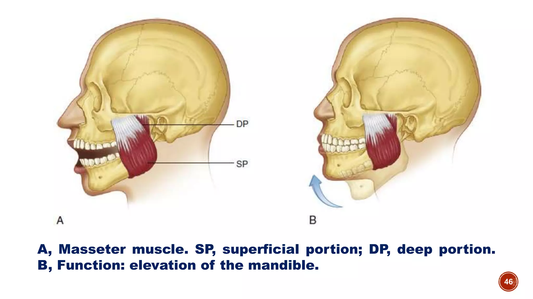 Lecture 9 TMJ anatomy examination | PPTX