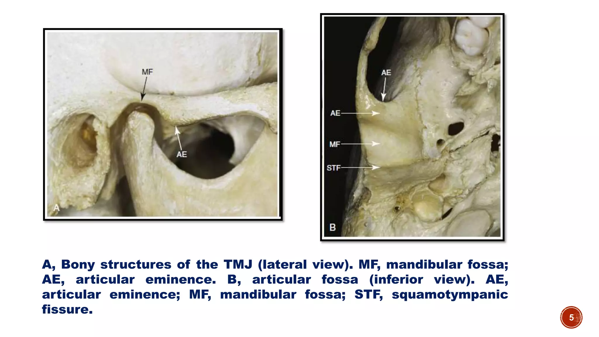 Lecture 9 TMJ anatomy examination | PPTX