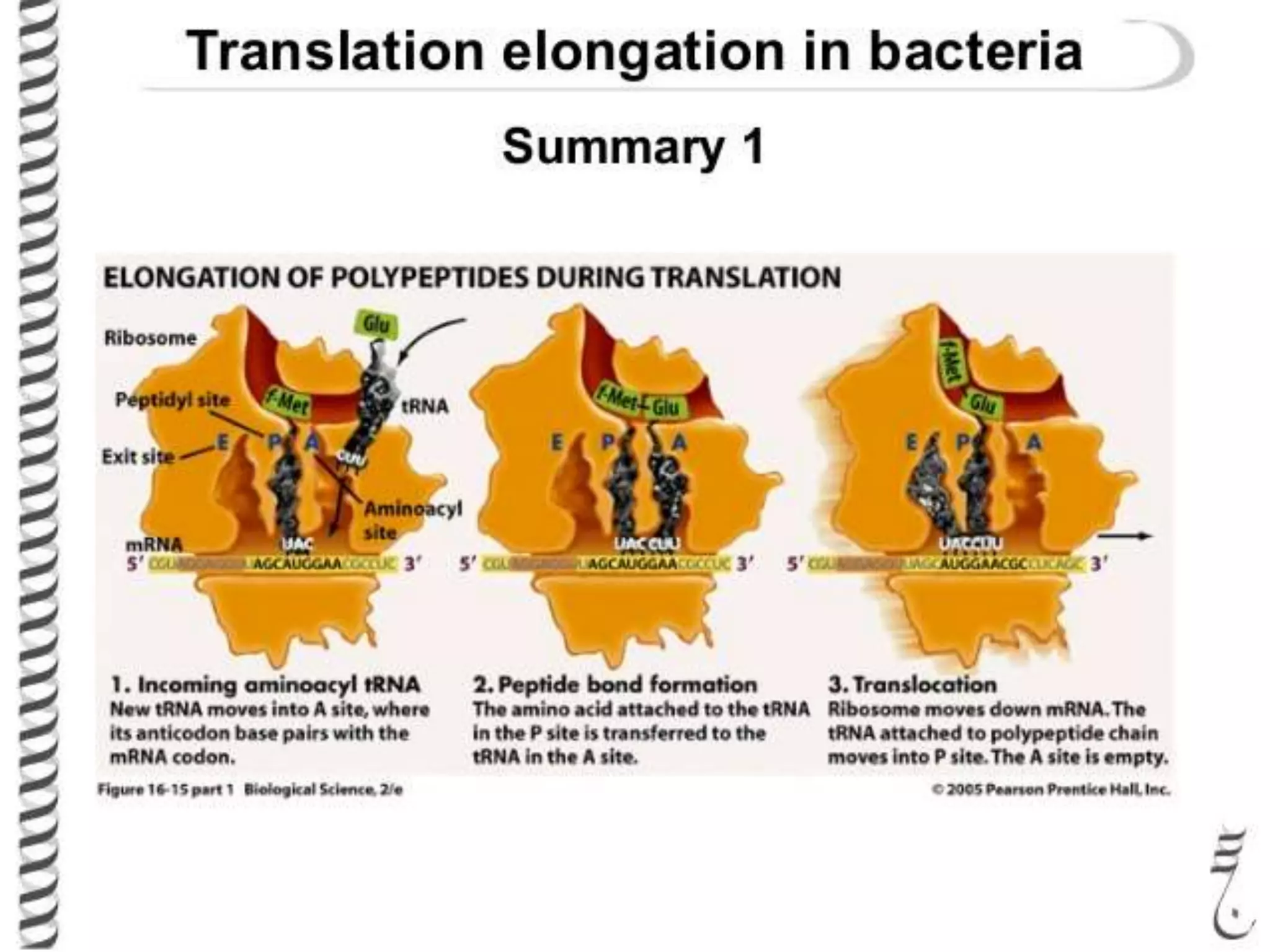 9 Translation.ppt