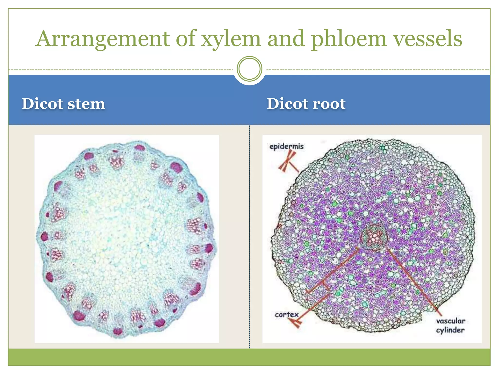 Ch 9 transport in plants 2019 | PPTX