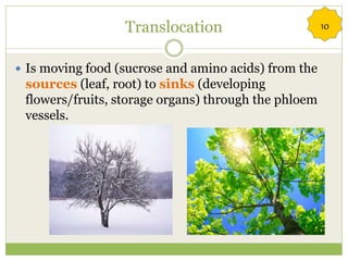 Ch 9 transport in plants 2019 | PPTX