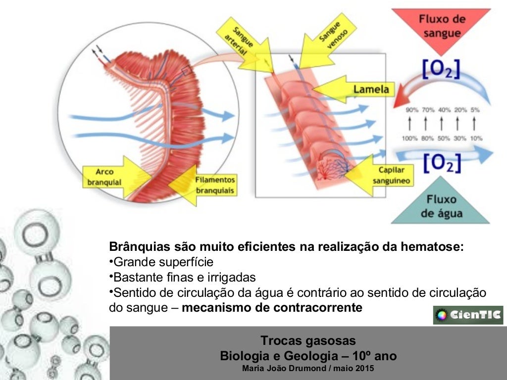O Que é Troca Gasosa - FDPLEARN
