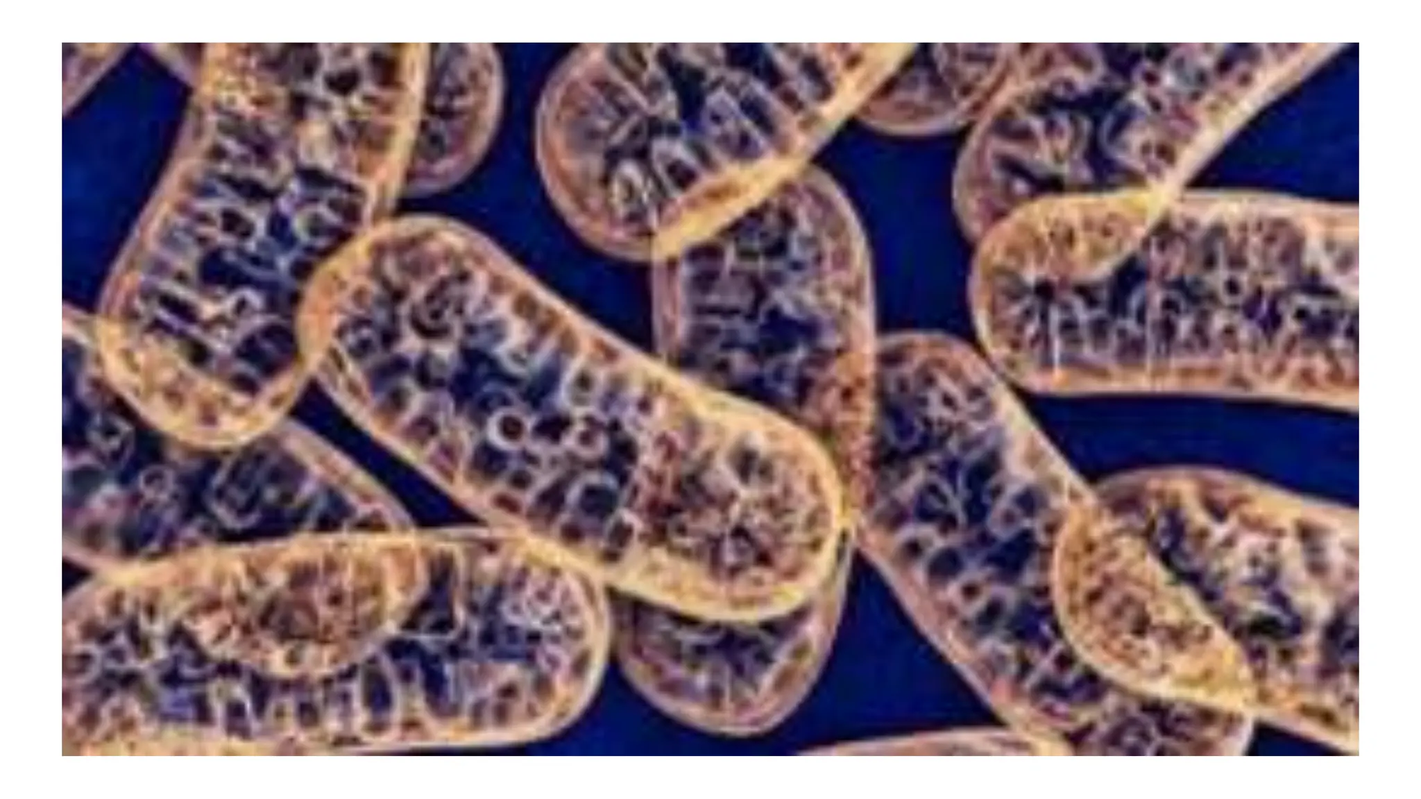 9 Types of Literary Criticism.pptx