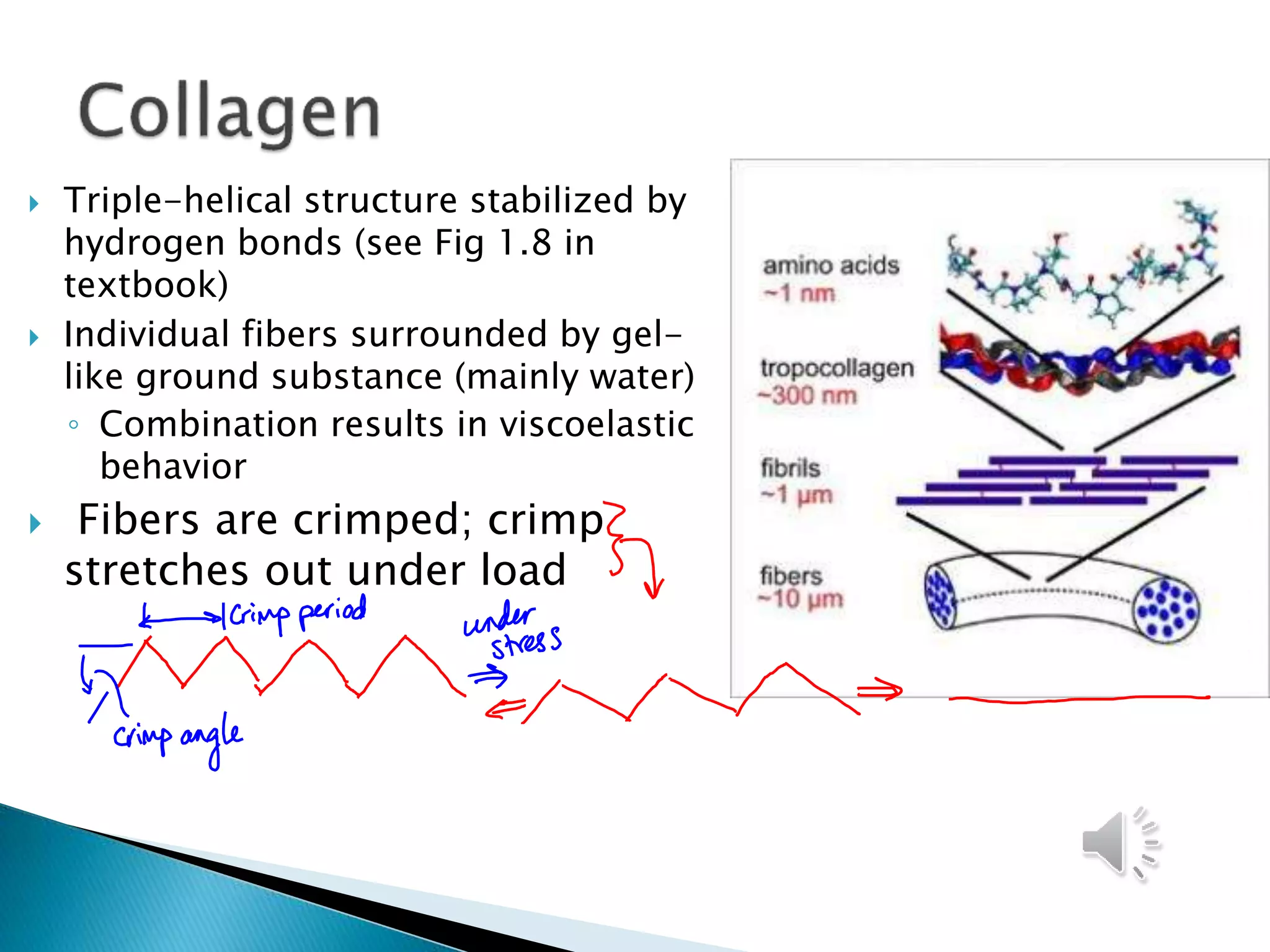 9 Viscoelasticity and biological tissues | PPTX