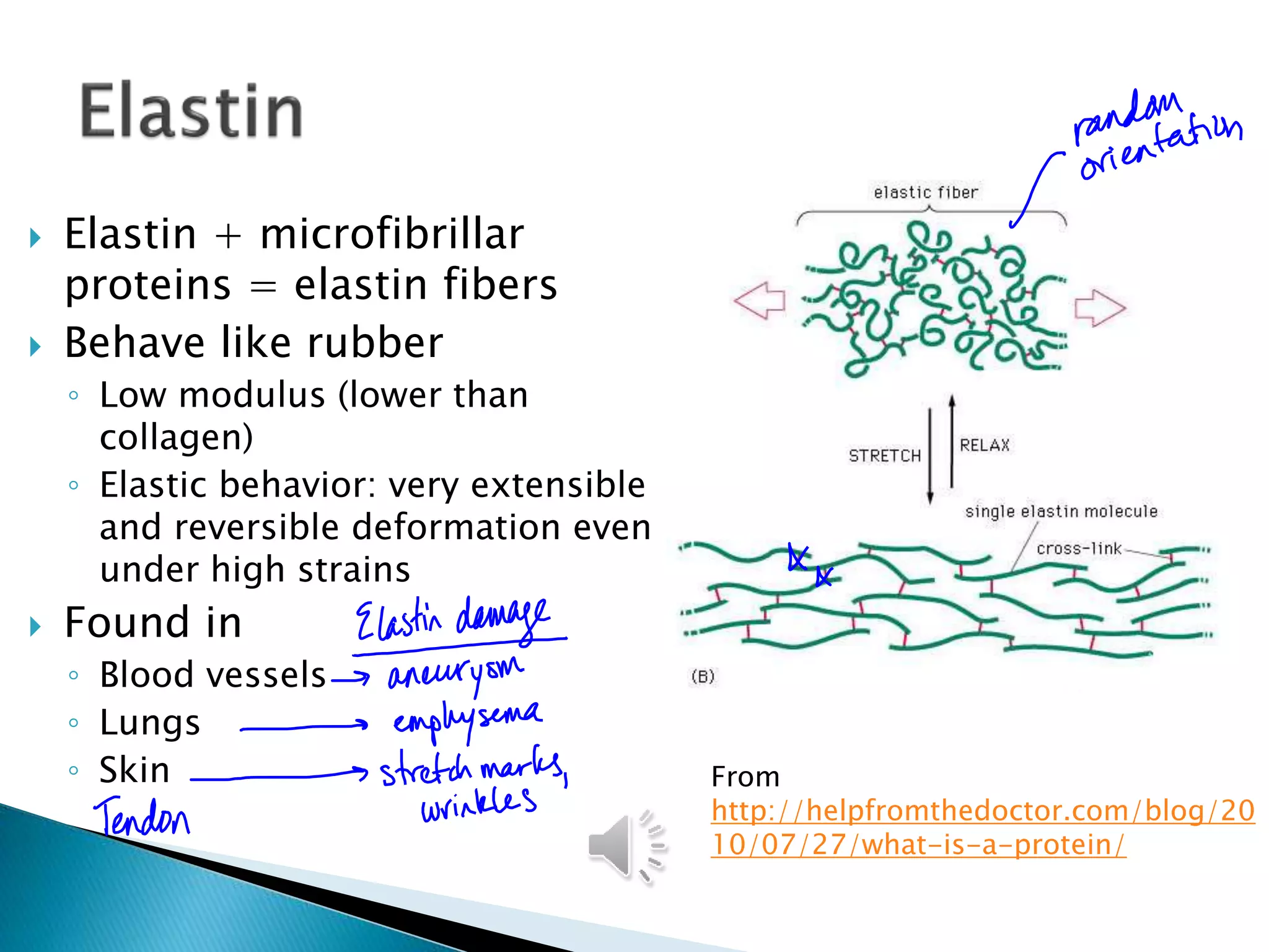 9 Viscoelasticity and biological tissues | PPTX