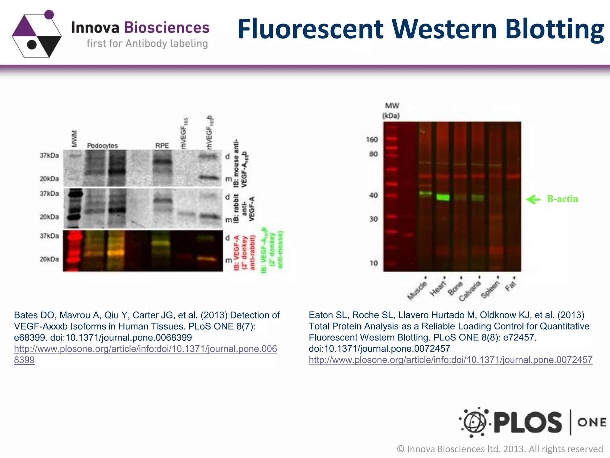 Western blotting - the principles and a comparison of indirect vs ...