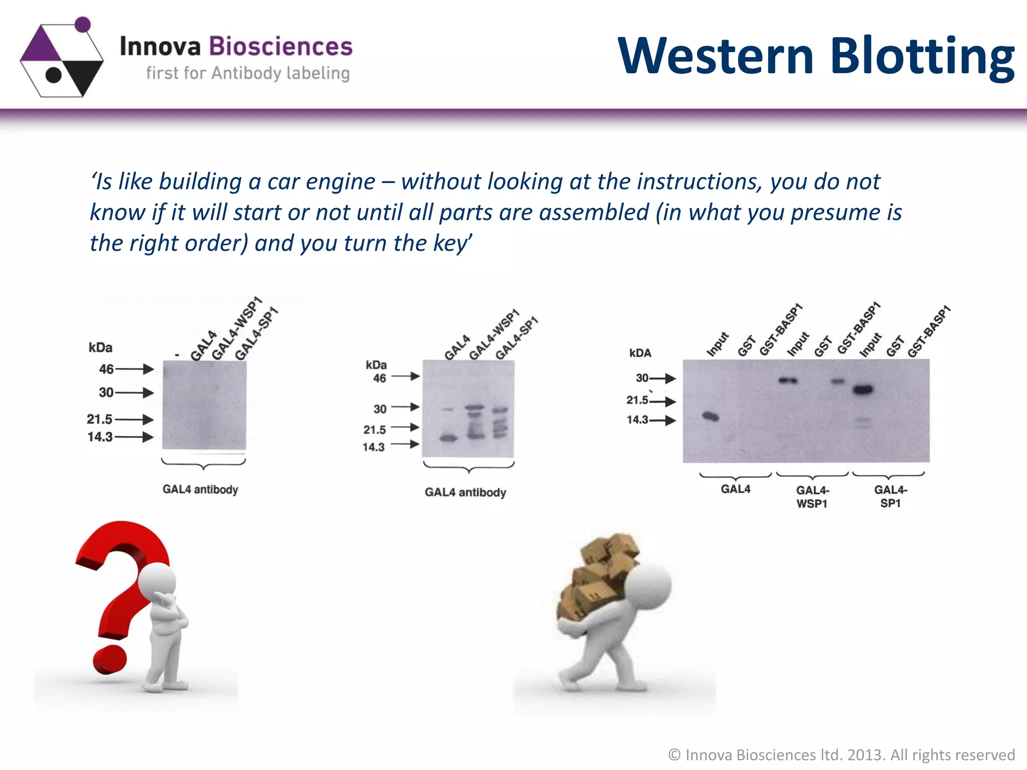 Western blotting - the principles and a comparison of indirect vs ...