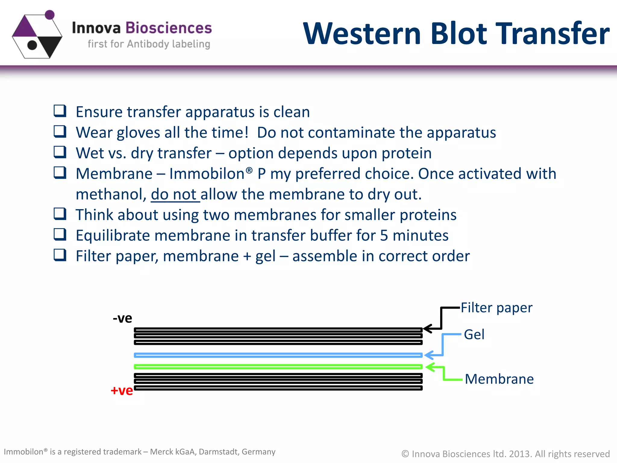 Western blotting - the principles and a comparison of indirect vs ...