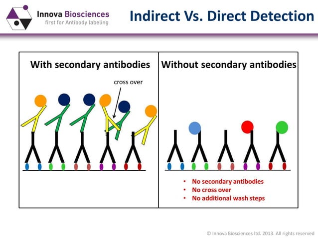 Western blotting - the principles and a comparison of indirect vs ...