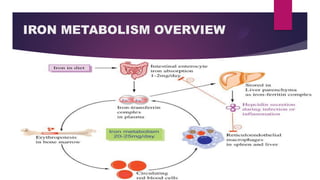 Iron storage and_transport | PDF