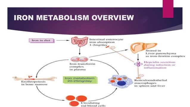 Iron storage and_transport | PDF | Blood Disorders | Diseases and ...