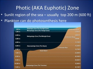 9 zonation in the ocean | PPT