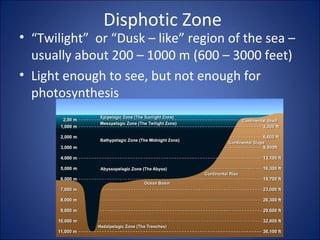 9 zonation in the ocean | PPT