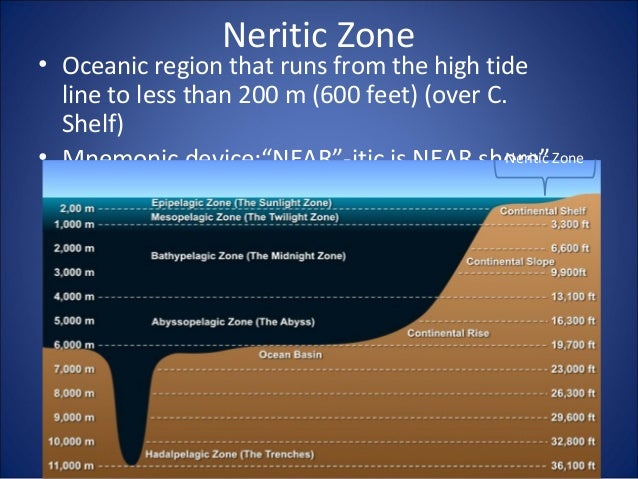 Neritic Meaning