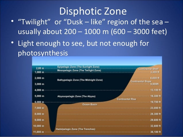 9 zonation in the ocean