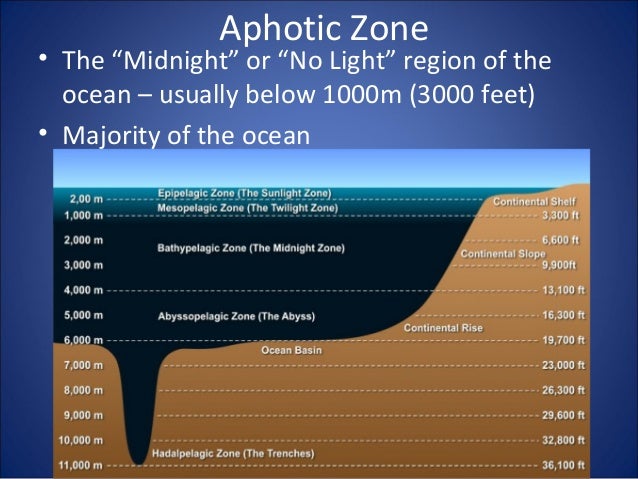 9 zonation in the ocean