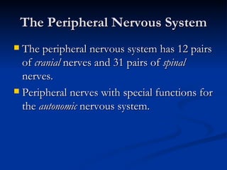 A&P Chapter 23 Nervous System | PPT