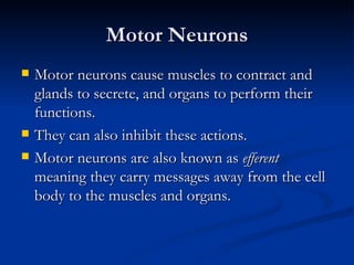 A&P Chapter 23 Nervous System | PPT