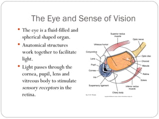 A&P Chapter 24 Special Senses | PPT
