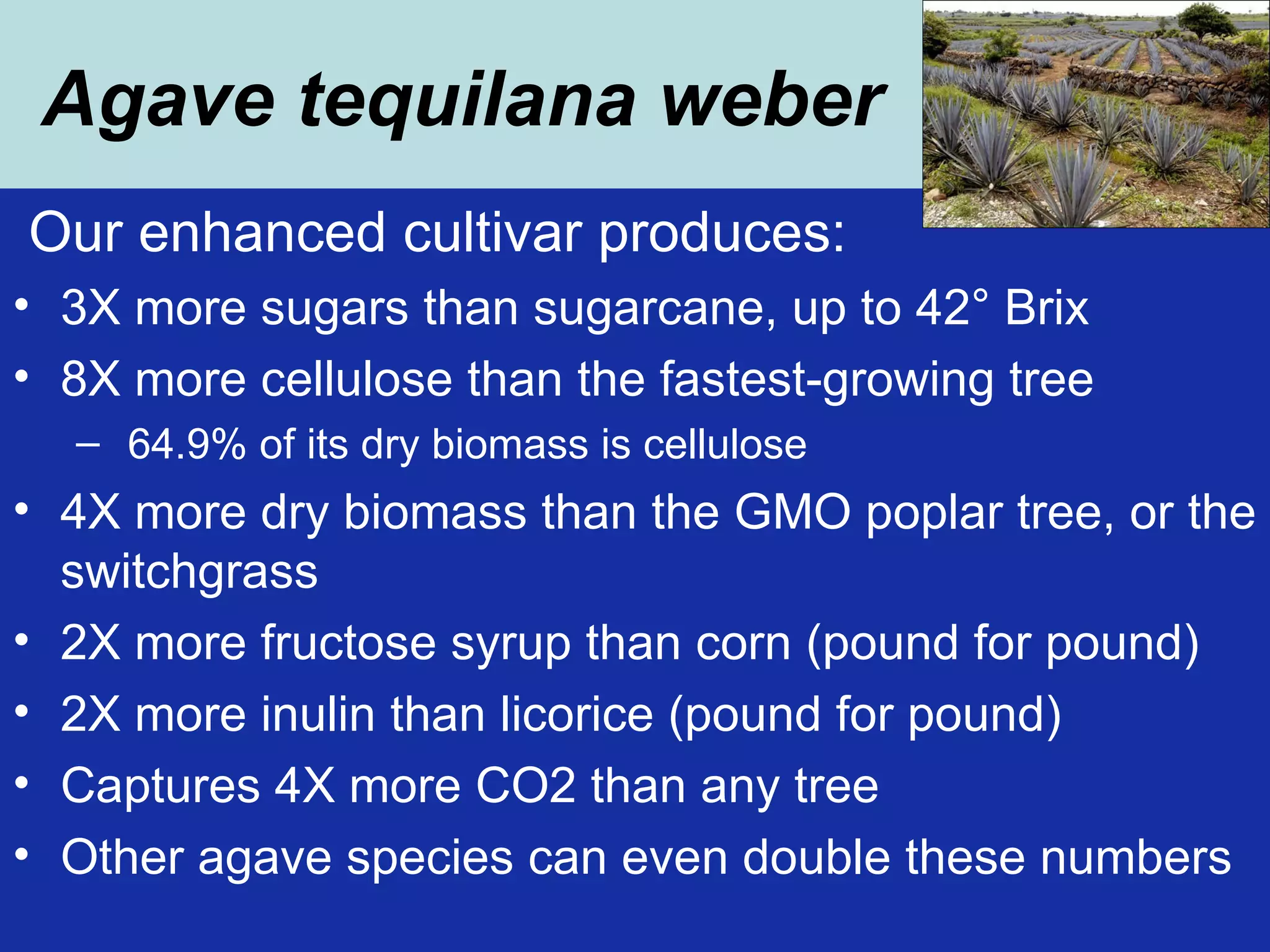 Agave Project Presentation | PPT