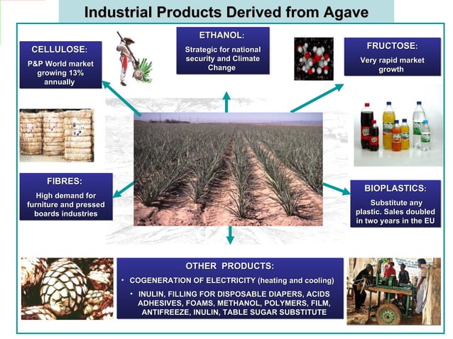 Agave Project Presentation | PPT