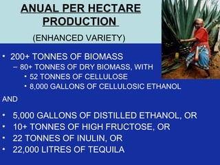 Agave Project Presentation | PPT