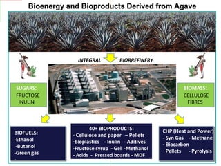 Agave Project Presentation | PPT