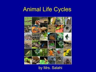 Animal Life Cycles | PPT