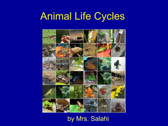 Animal Life Cycles | PPT | Biological Sciences | Science