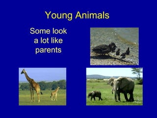 Animal Life Cycles | PPT