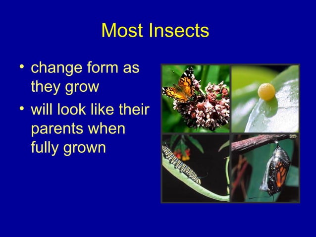 Animal Life Cycles | PPT | Biological Sciences | Science