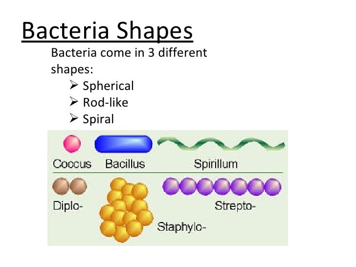 Bacteria Shapes