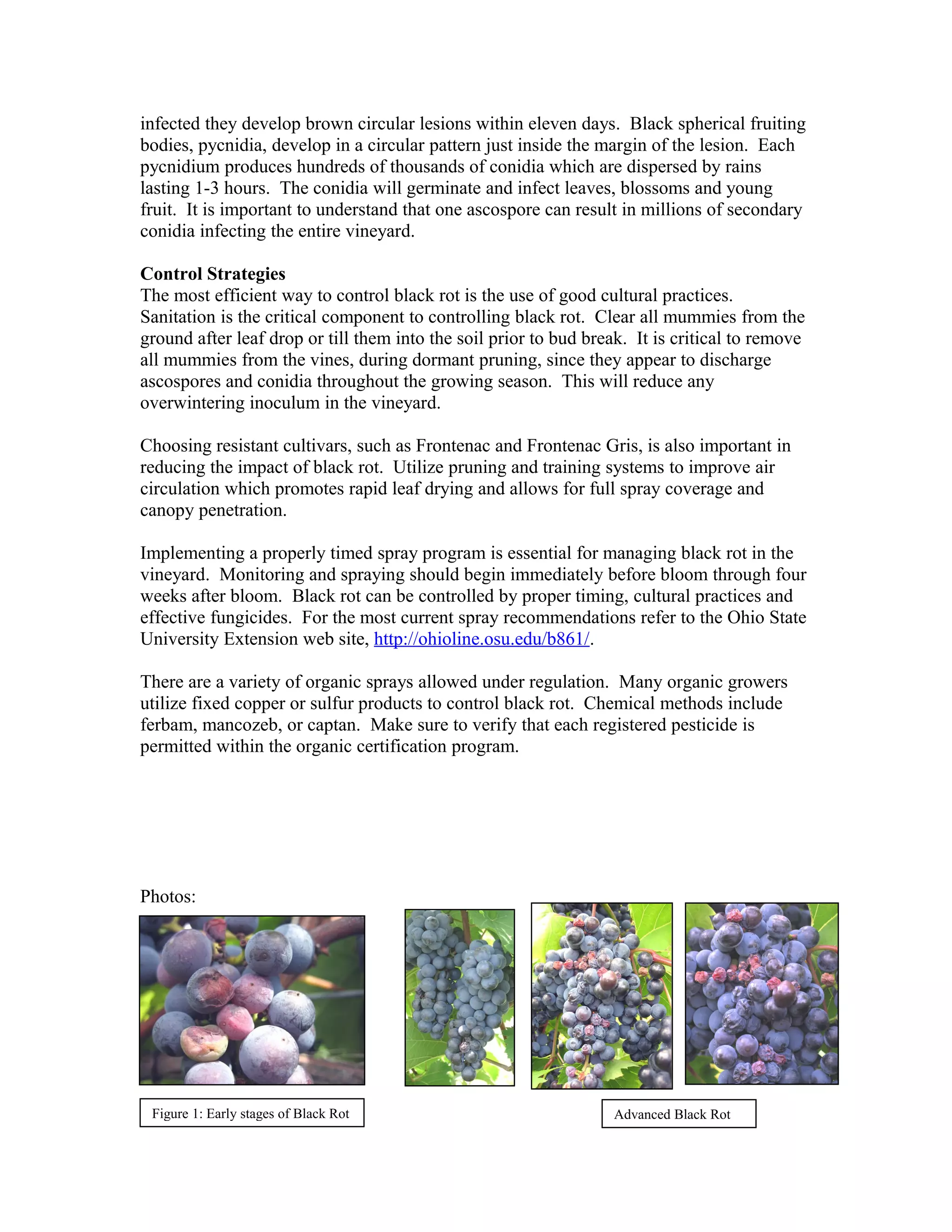 Black Rot | DOC | Agriculture | Industries