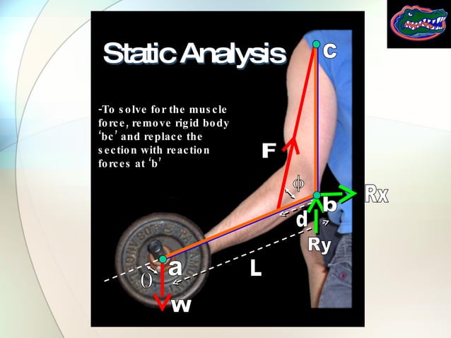 Bone Mechanics - Leismer and Walsh 2006 | PPT