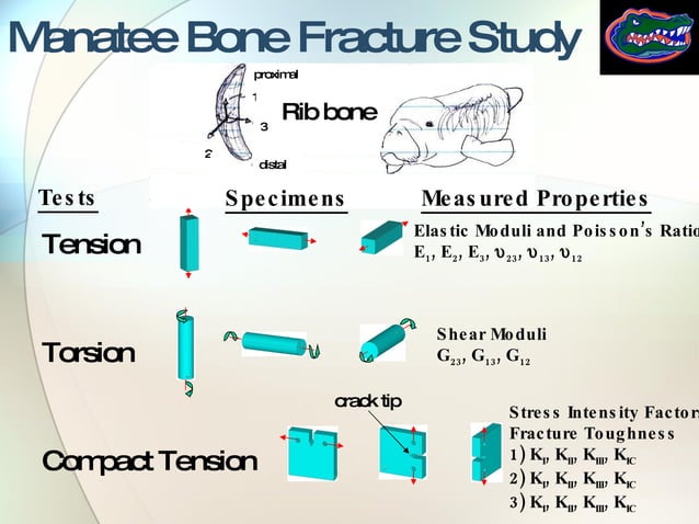 Bone Mechanics - Leismer and Walsh 2006 | PPT | Geology | Science