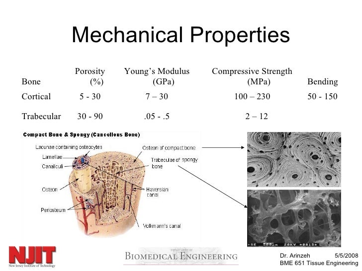 Bone Presentation Final5 5 2008