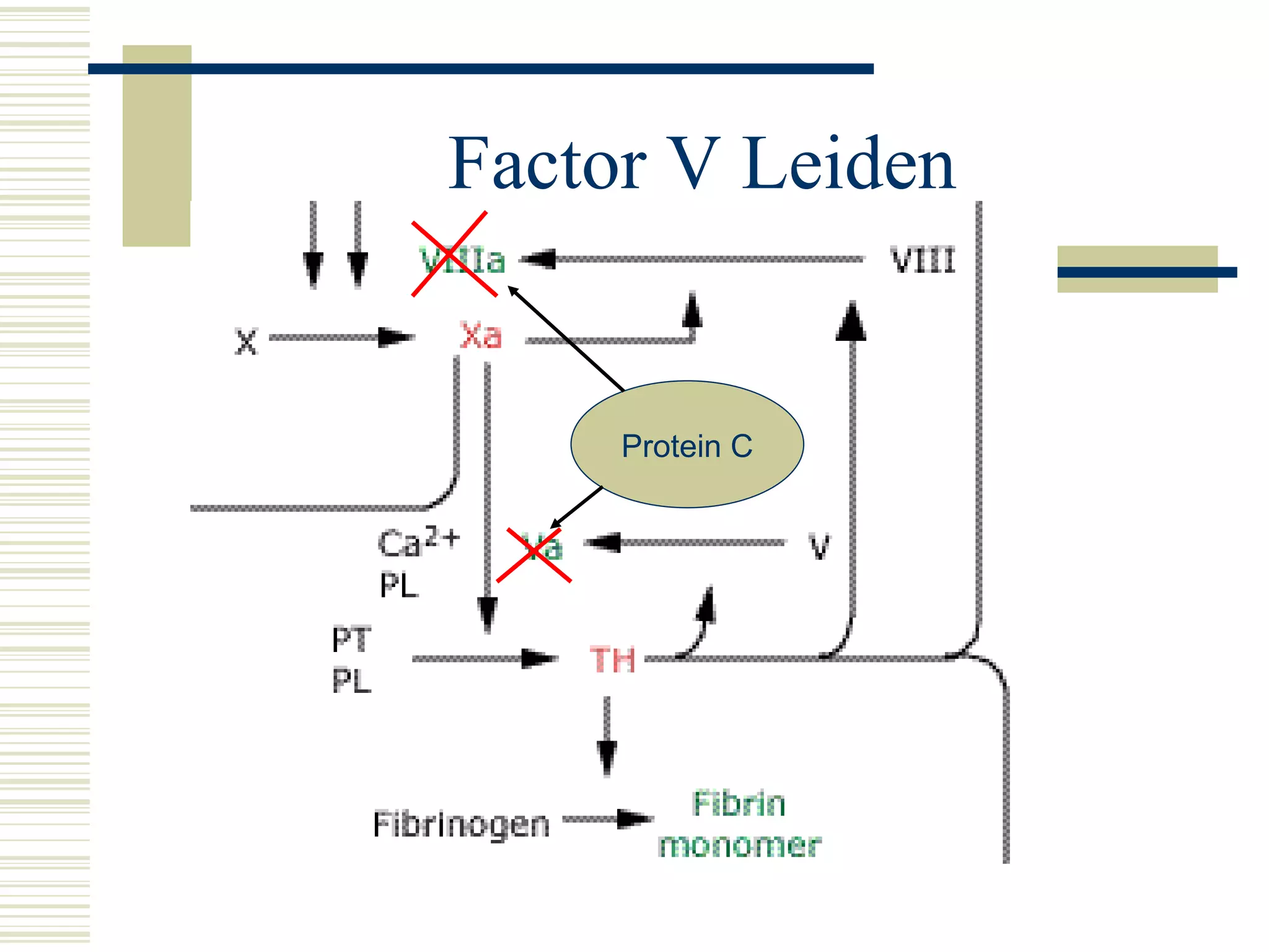 Cp Rounds Factor V Leiden & Pregnancy | PPT