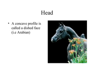 Conformation | PPT