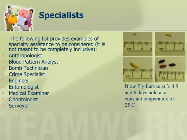 Crime Scene Response Guidelines | PPT