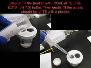 Disposable Electroelution System | PPT