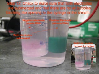 Disposable Electroelution System | PPT