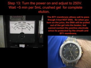Disposable Electroelution System | PPT
