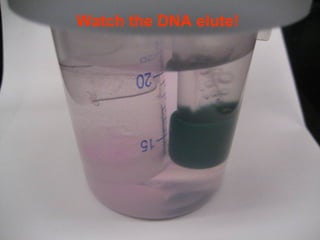 Disposable Electroelution System | PPT