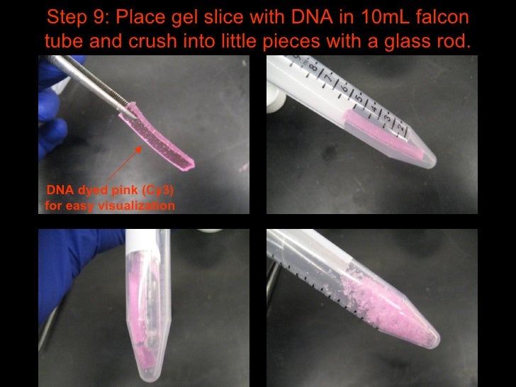 Disposable Electroelution System