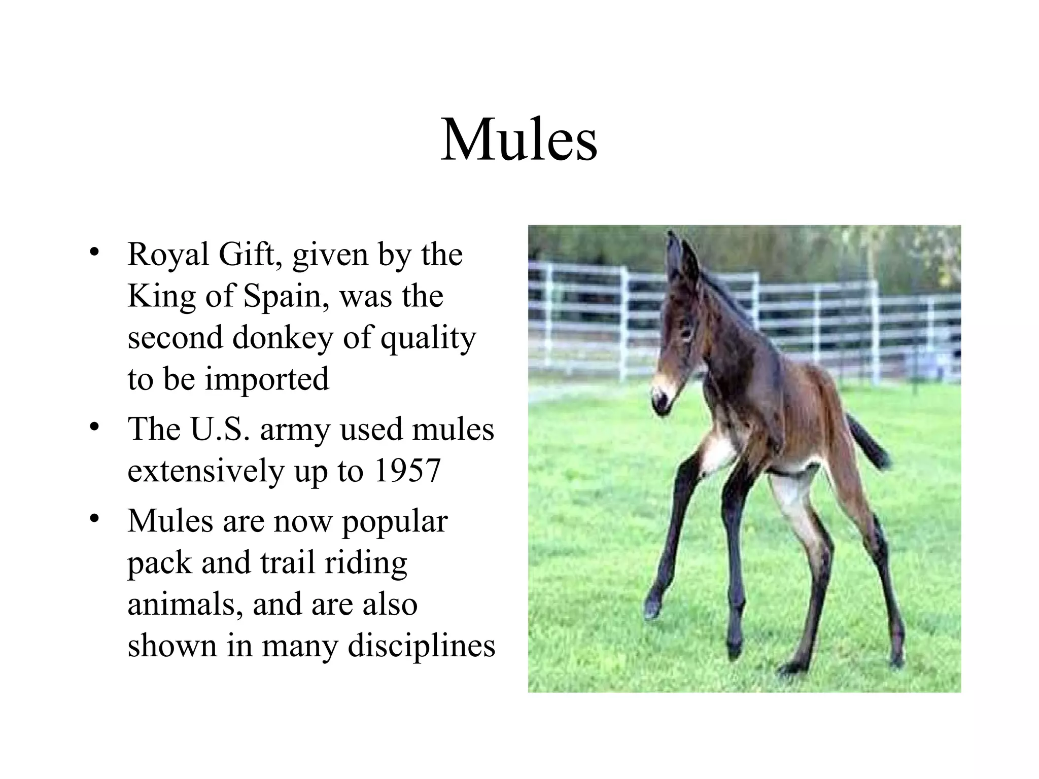 Donkeys And Mules | PPT