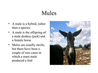 Donkeys And Mules | PPT
